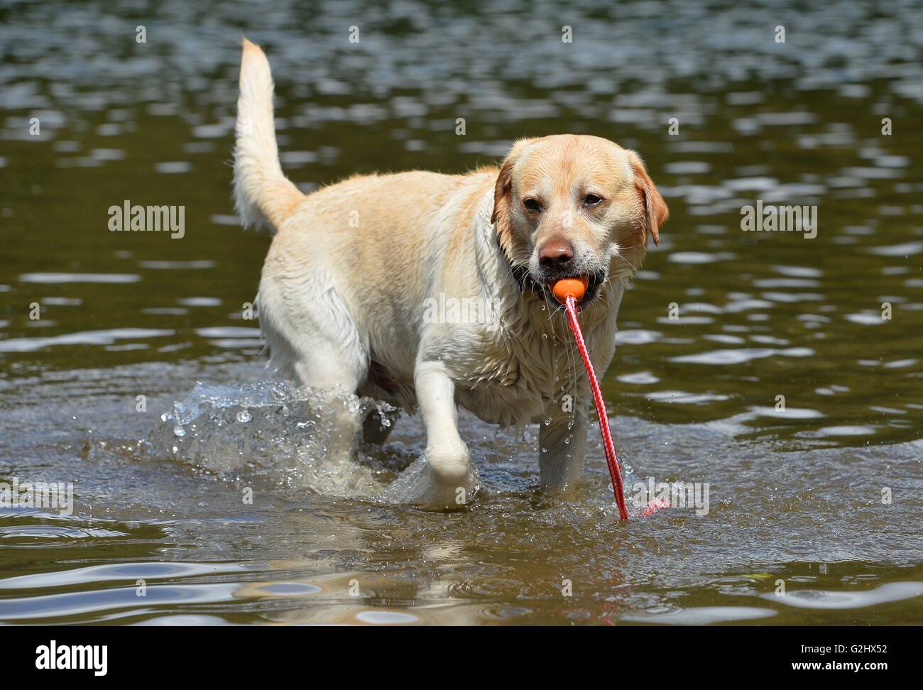 A labrador dog playing in the water of a little lake, Germany, near ...