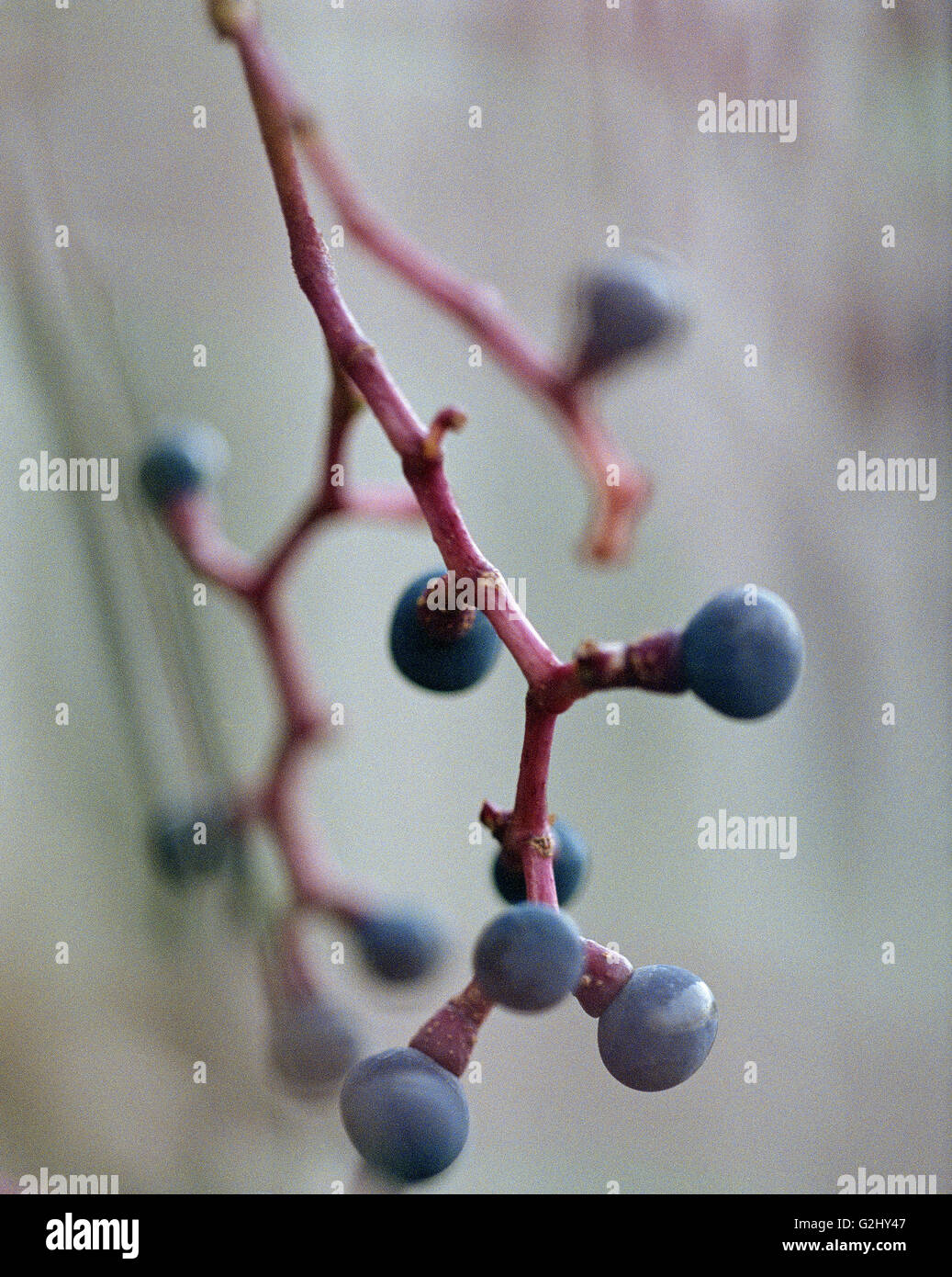 Rounded up berries hi-res stock photography and images - Alamy