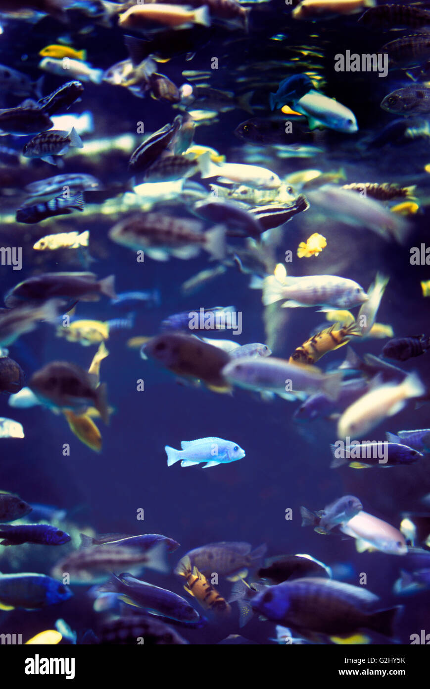 Water Full of Fish Stock Photo - Alamy