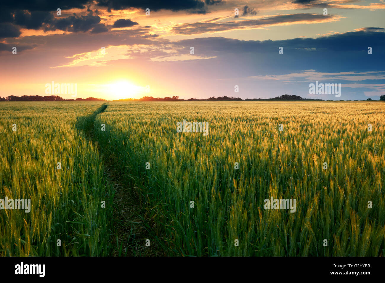 beautiful sunset in field with pathway to sun, summer landscape, bright ...