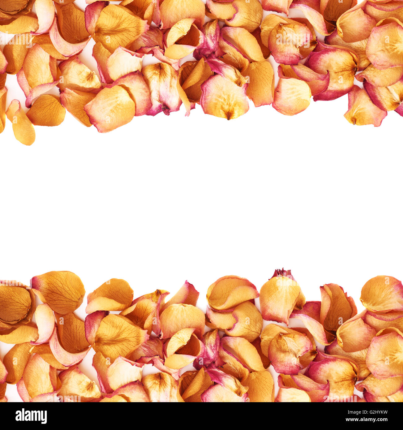 Line made of pink rose petals as a romantic composition over white ...