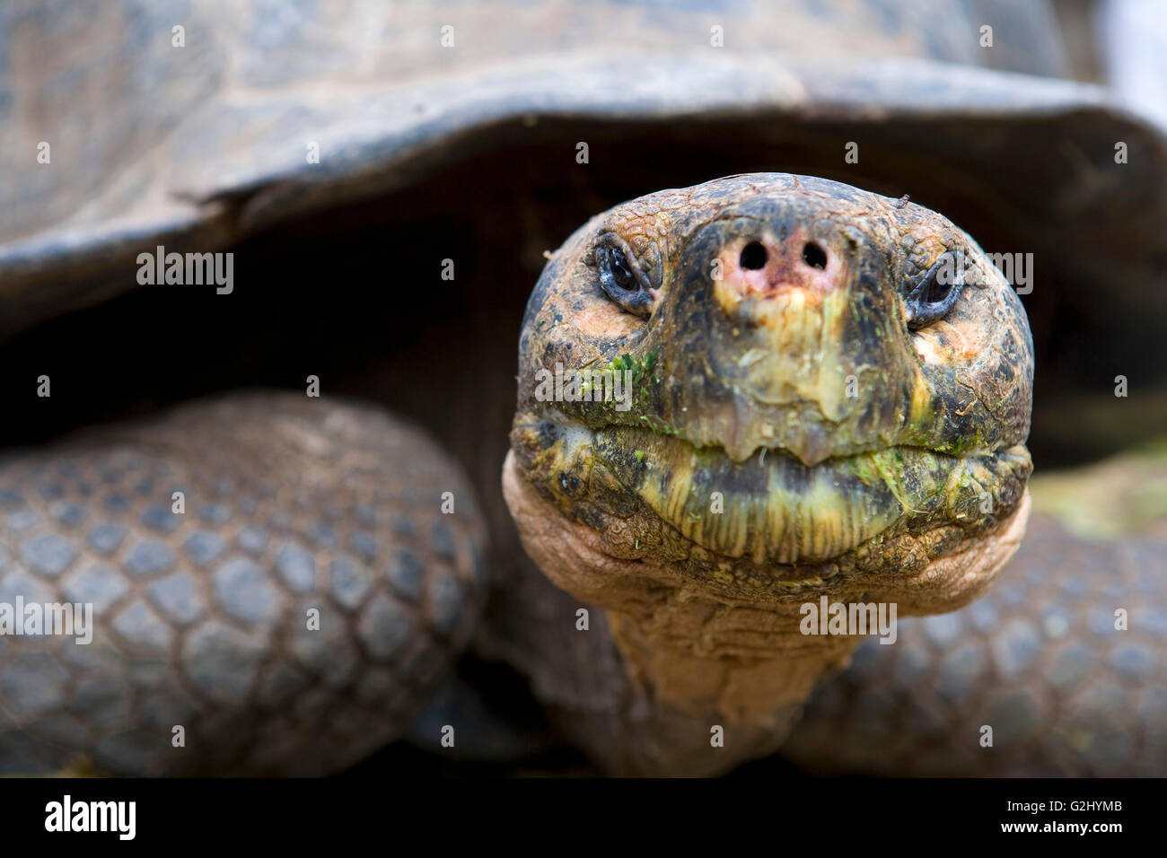 Close-up on Tortise Stock Photo - Alamy