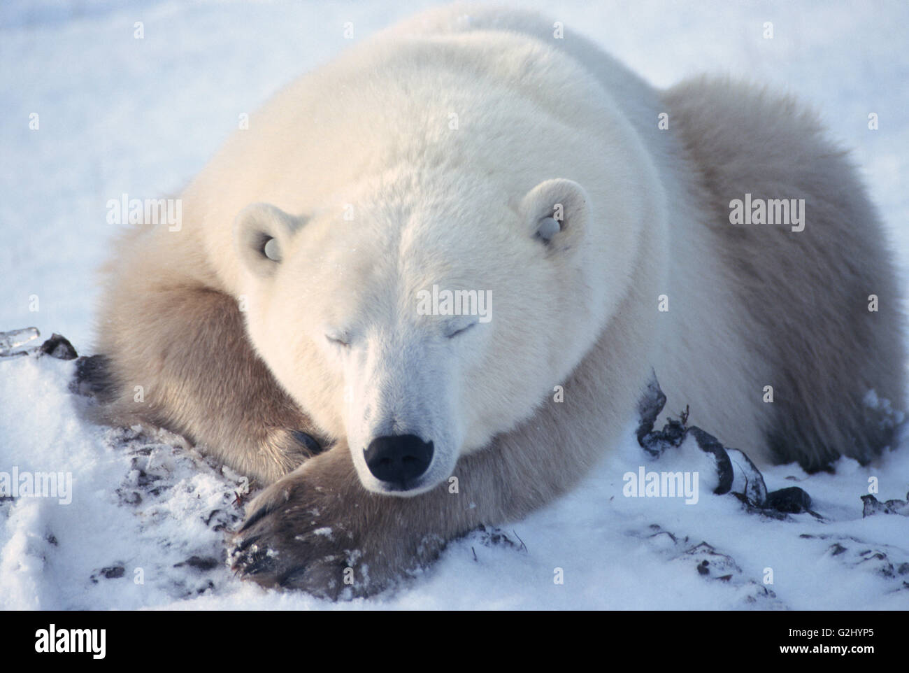 Polar Bear Napping in the Sun Stock Photo - Alamy