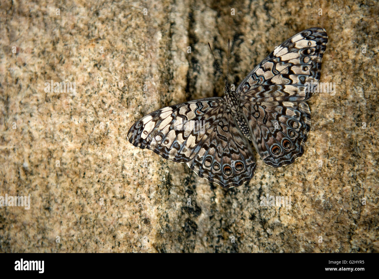 Buttefly wings hi-res stock photography and images - Alamy