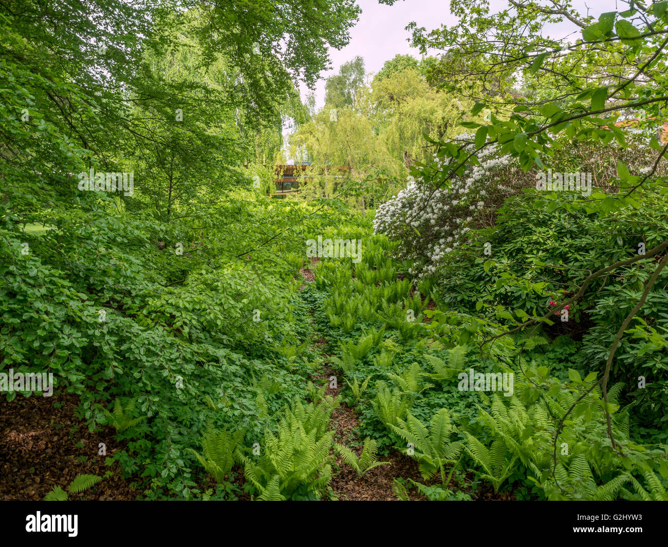 Vegetation in the park of the Louisiana Museum of Modern Art, Humlebæk ...