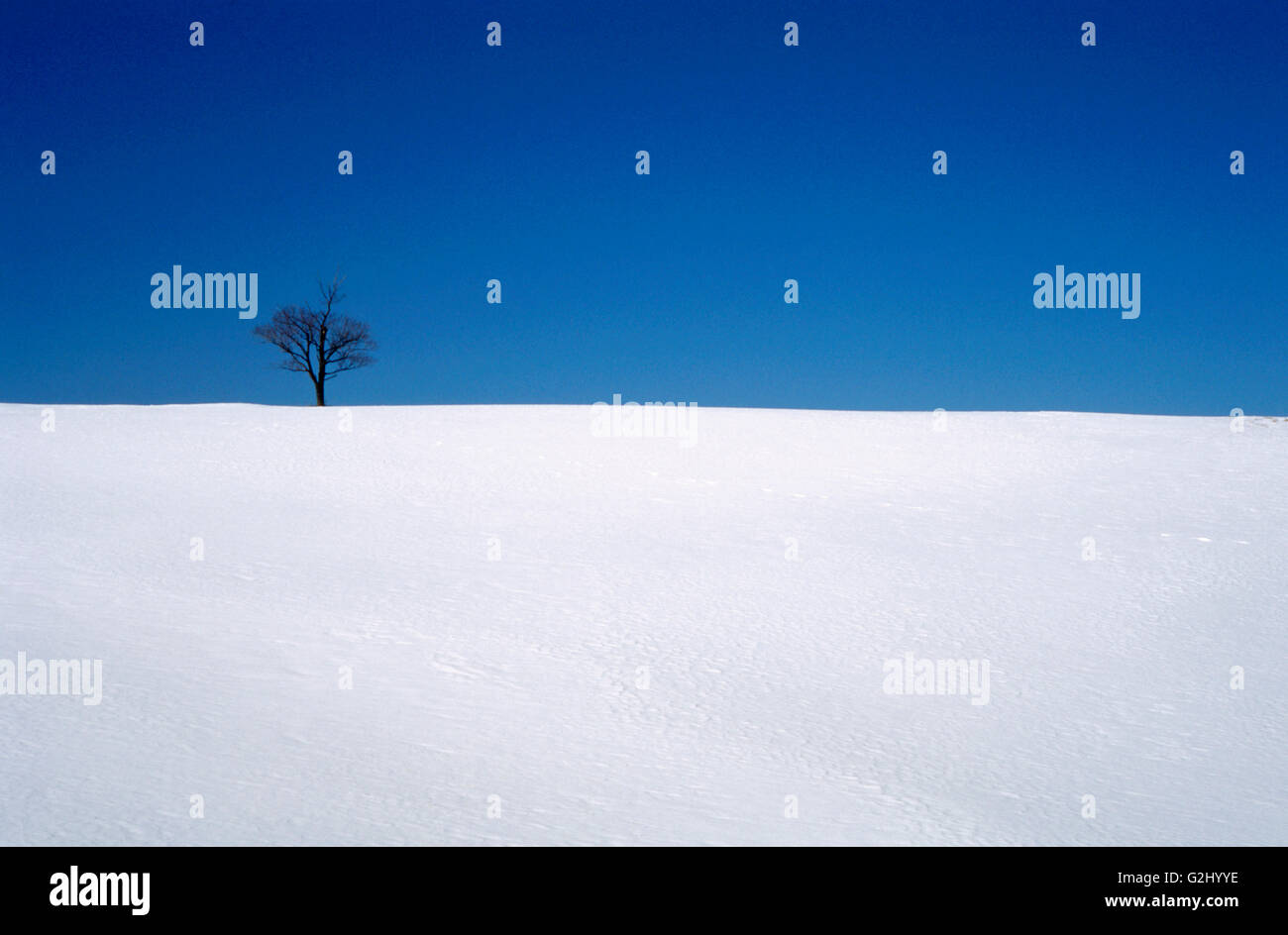 Single Tree Without Leaves in the Snow Stock Photo - Alamy