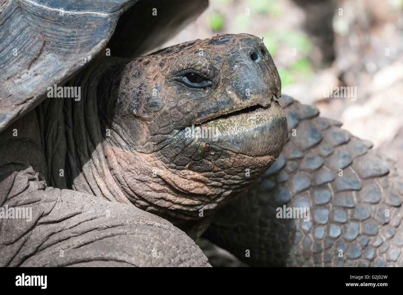 Floreana galápagos giant tortoise hi-res stock photography and images ...