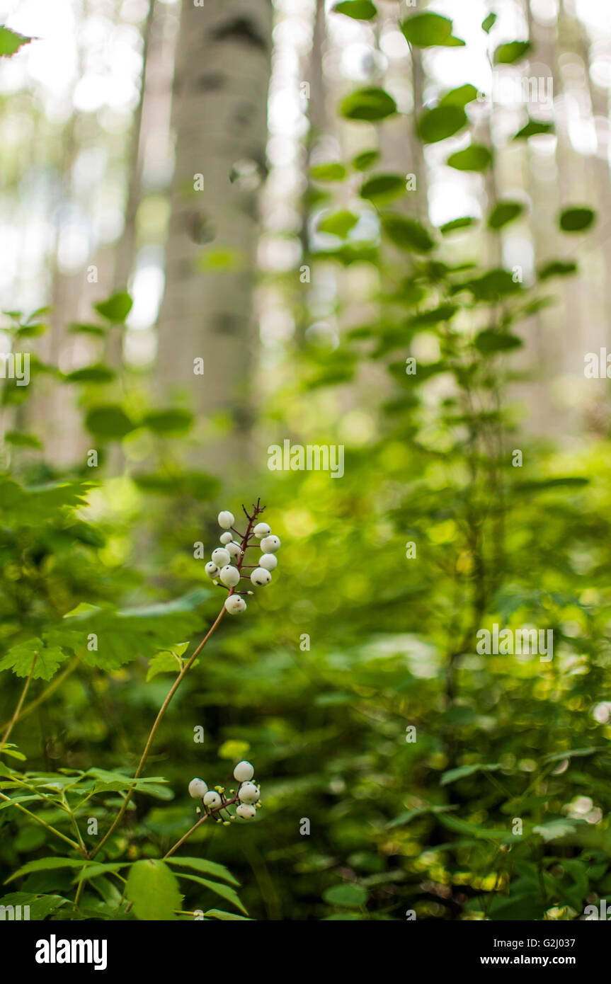 Woods berries hi-res stock photography and images - Alamy