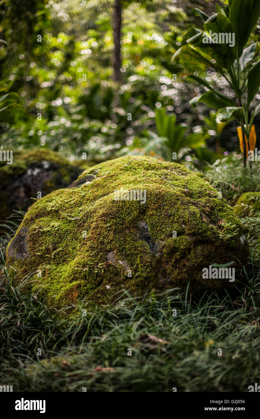 Moss rock hi-res stock photography and images - Alamy