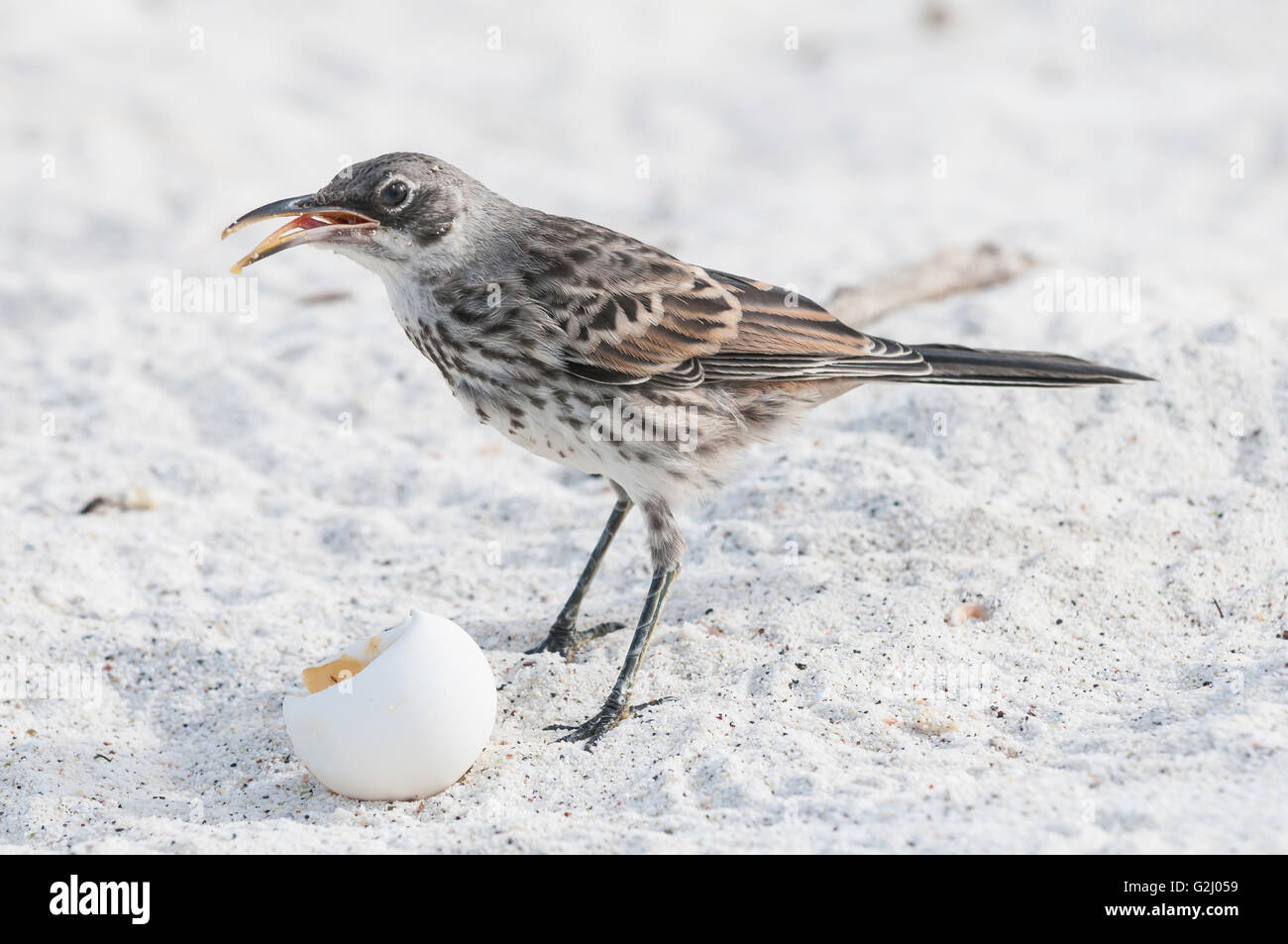 Hood Mockingbird, Mimus macdonaldi (Nesomimus macdonaldi), feeding on ...
