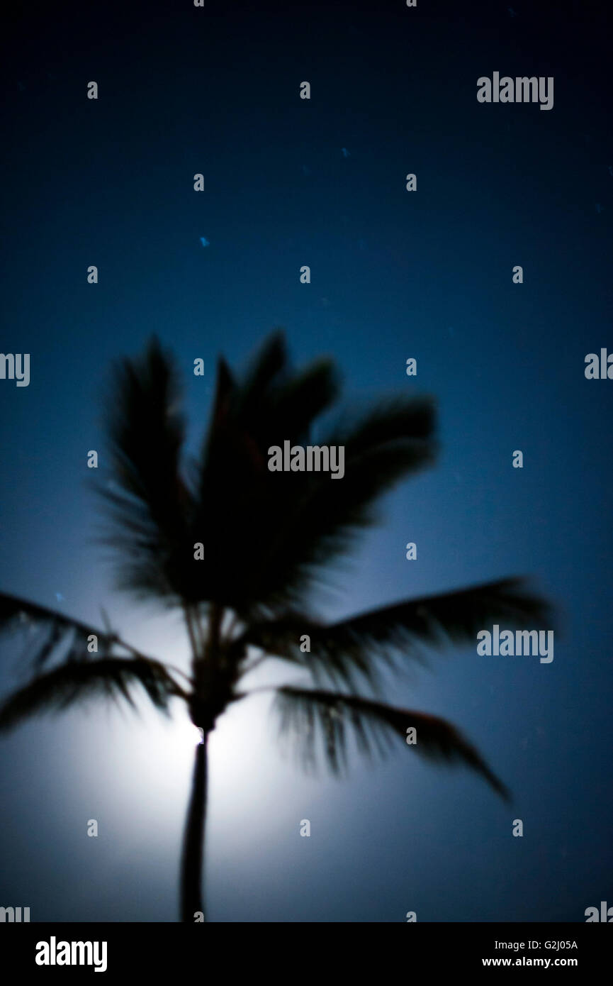 Palm tree moonlight hi-res stock photography and images - Alamy