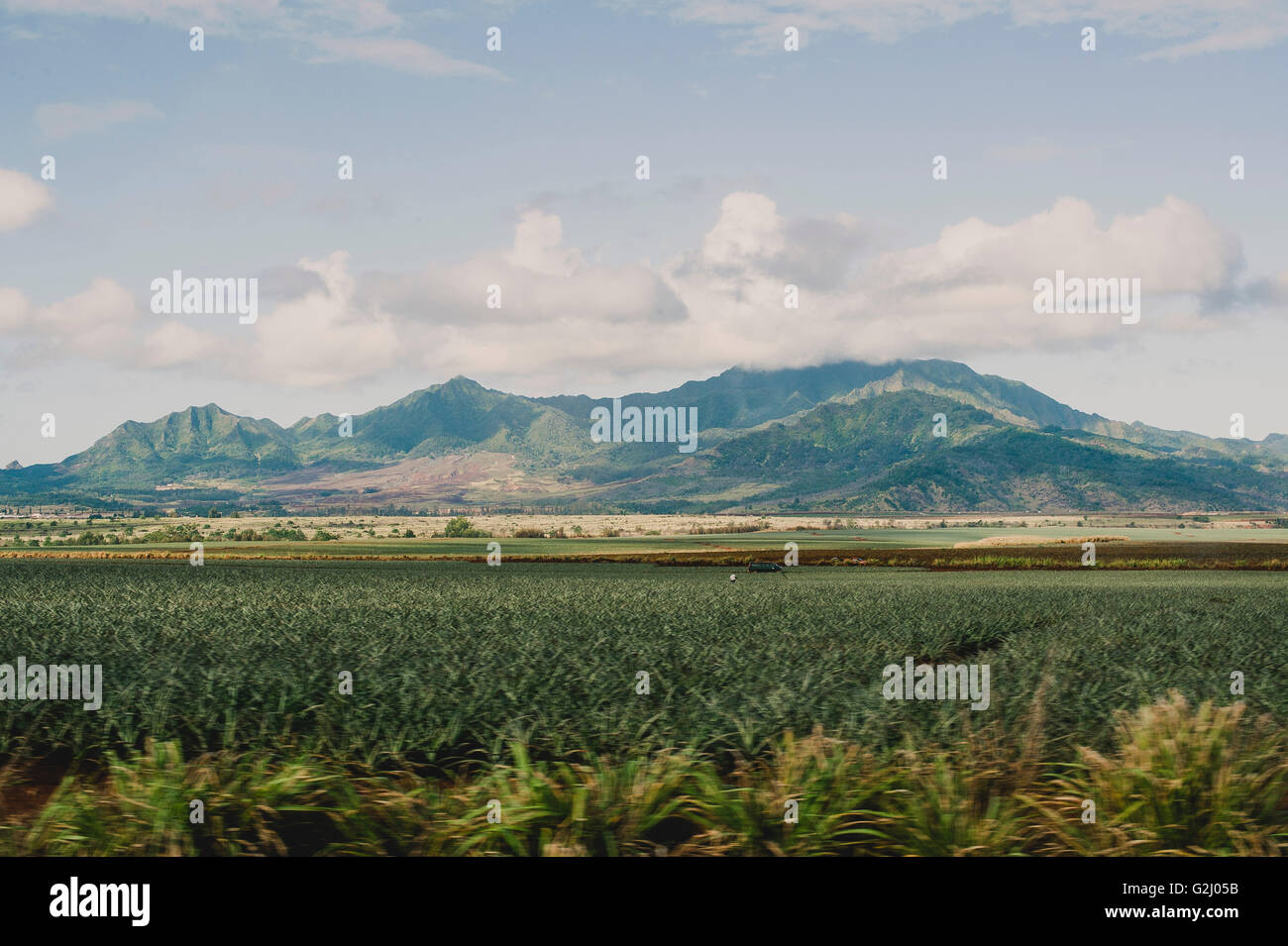 Pineapple field mountains in background hi-res stock photography and ...