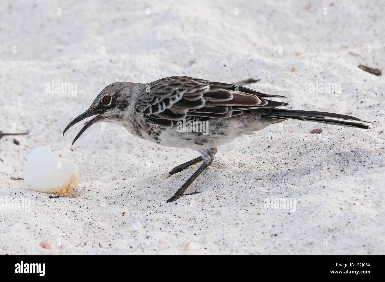 Hood Mockingbird, Mimus macdonaldi (Nesomimus macdonaldi), feeding on ...