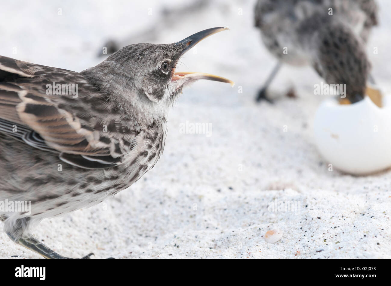 Hood Mockingbird, Mimus macdonaldi (Nesomimus macdonaldi), feeding on ...