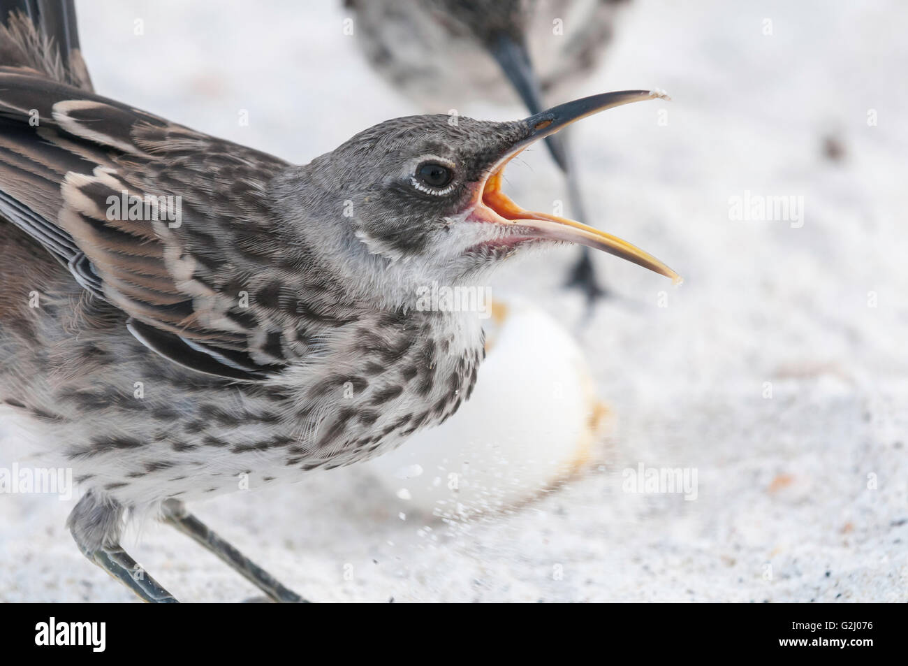 Hood Mockingbird, Mimus macdonaldi (Nesomimus macdonaldi), feeding on ...