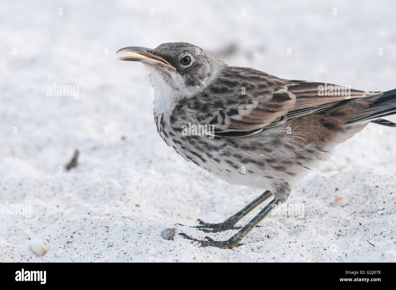 Hood Mockingbird (Espanola Mockingbird), Mimus macdonaldi (Nesomimus ...