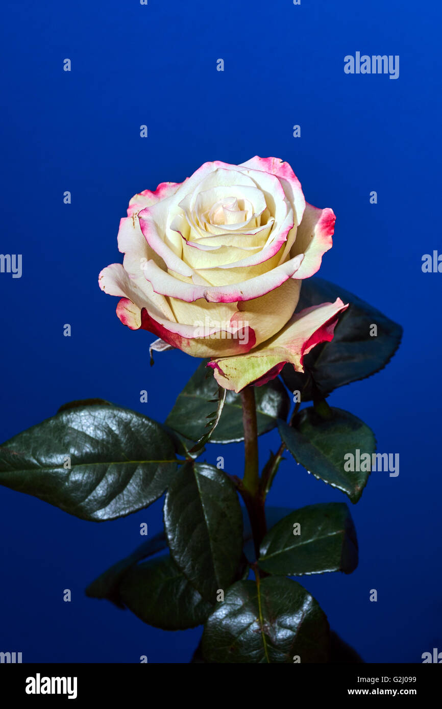 Red white blue rose flower hi-res stock photography and images - Alamy