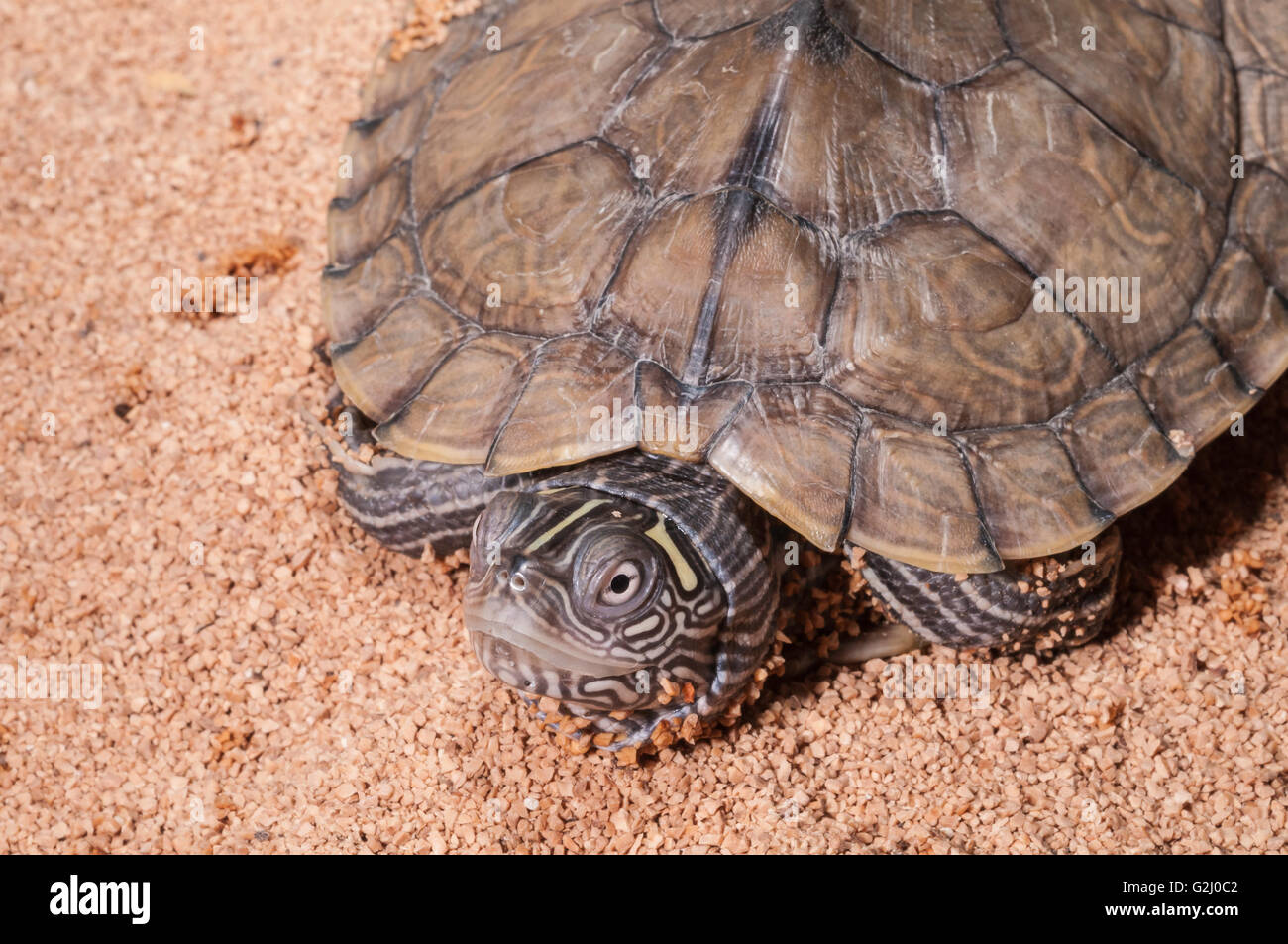 Mississippi Map Turtle High Resolution Stock Photography and Images - Alamy