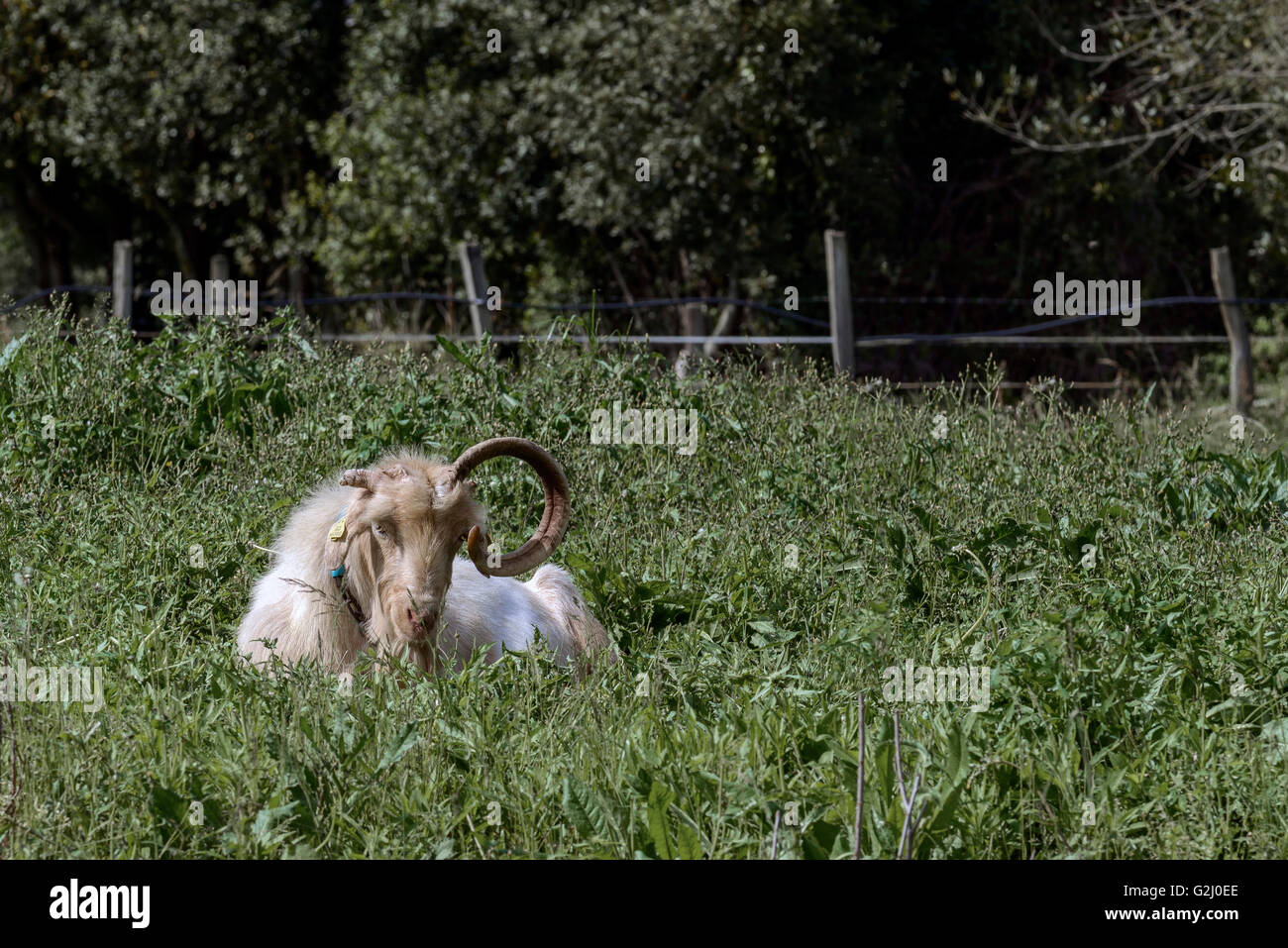 One horn ram hi-res stock photography and images - Alamy