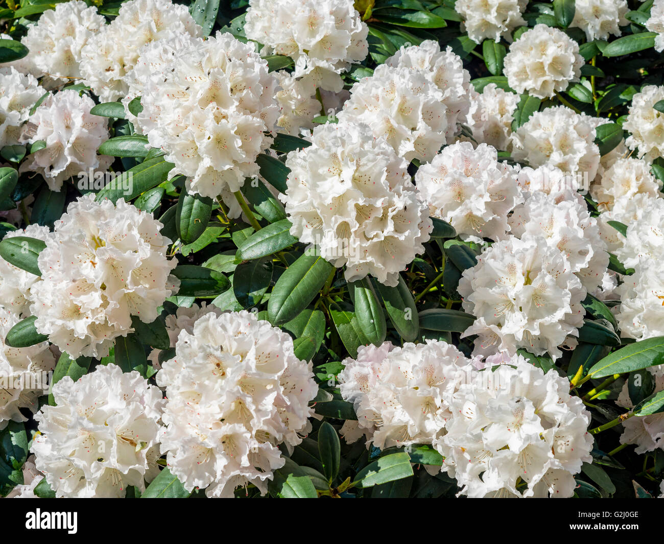 Blooming white rhododendron in the Park of Louisiana Museum of Modern ...