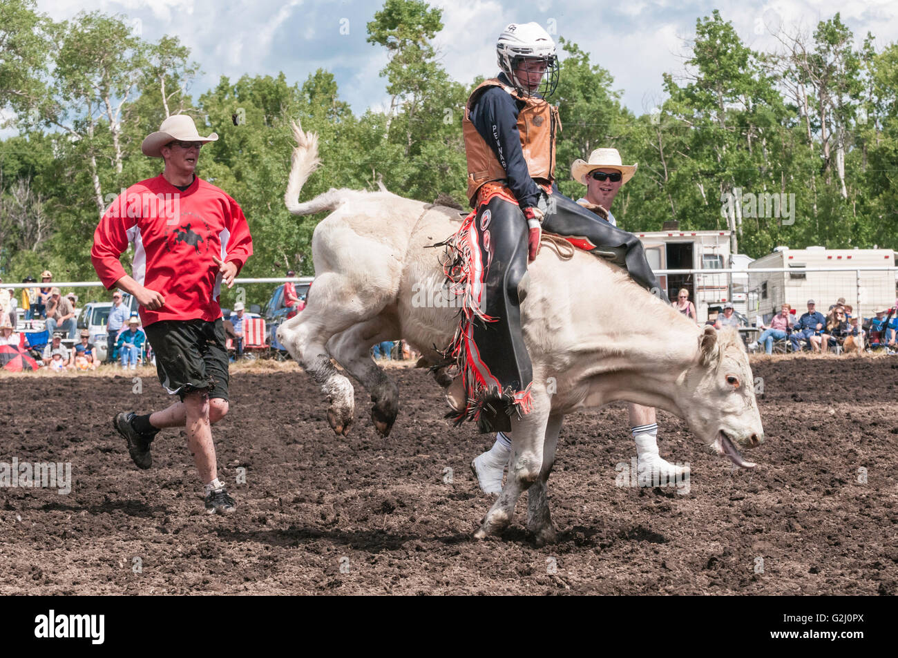 Junior steer riding, Dogpound Rodeo, Dogpound, Alberta, Canada Stock ...
