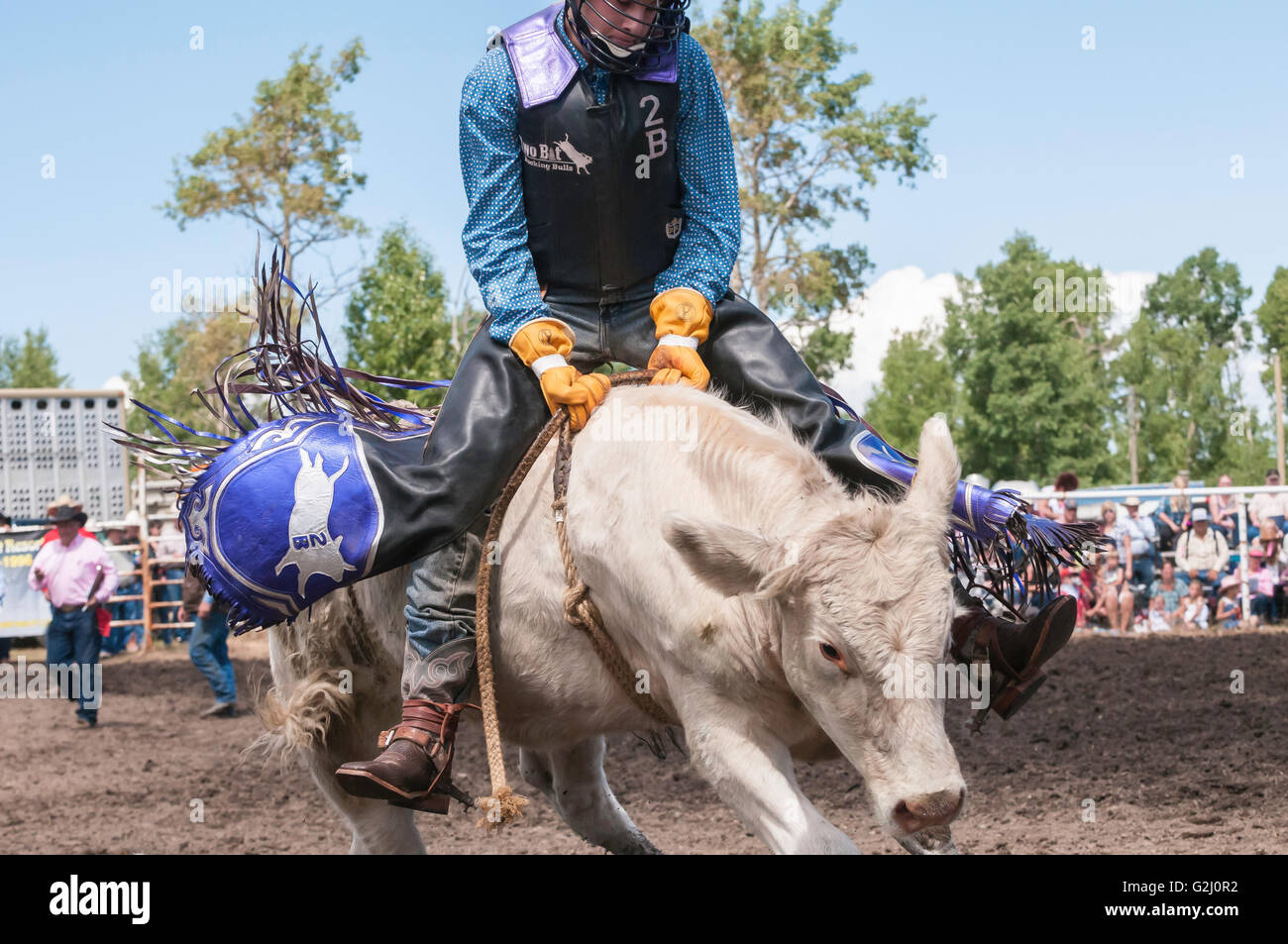 Junior steer riding, Dogpound Rodeo, Dogpound, Alberta, Canada Stock ...