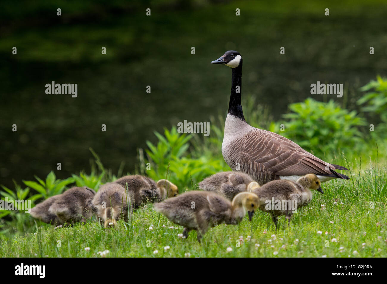 Adult Goose Keeps Watch While Chicks Search For Food in field Stock ...