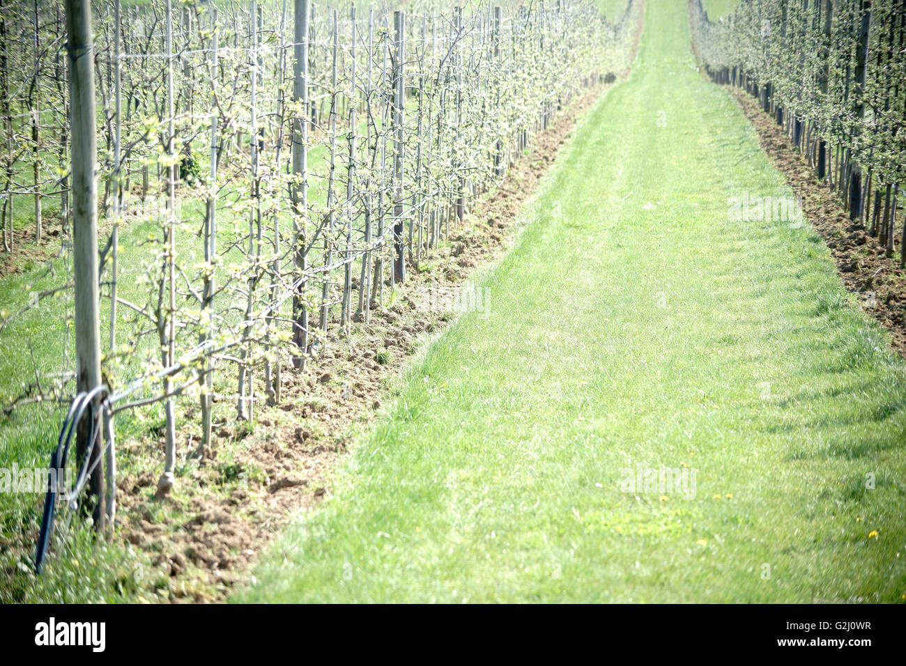Fruit tree plantation Stock Photo - Alamy