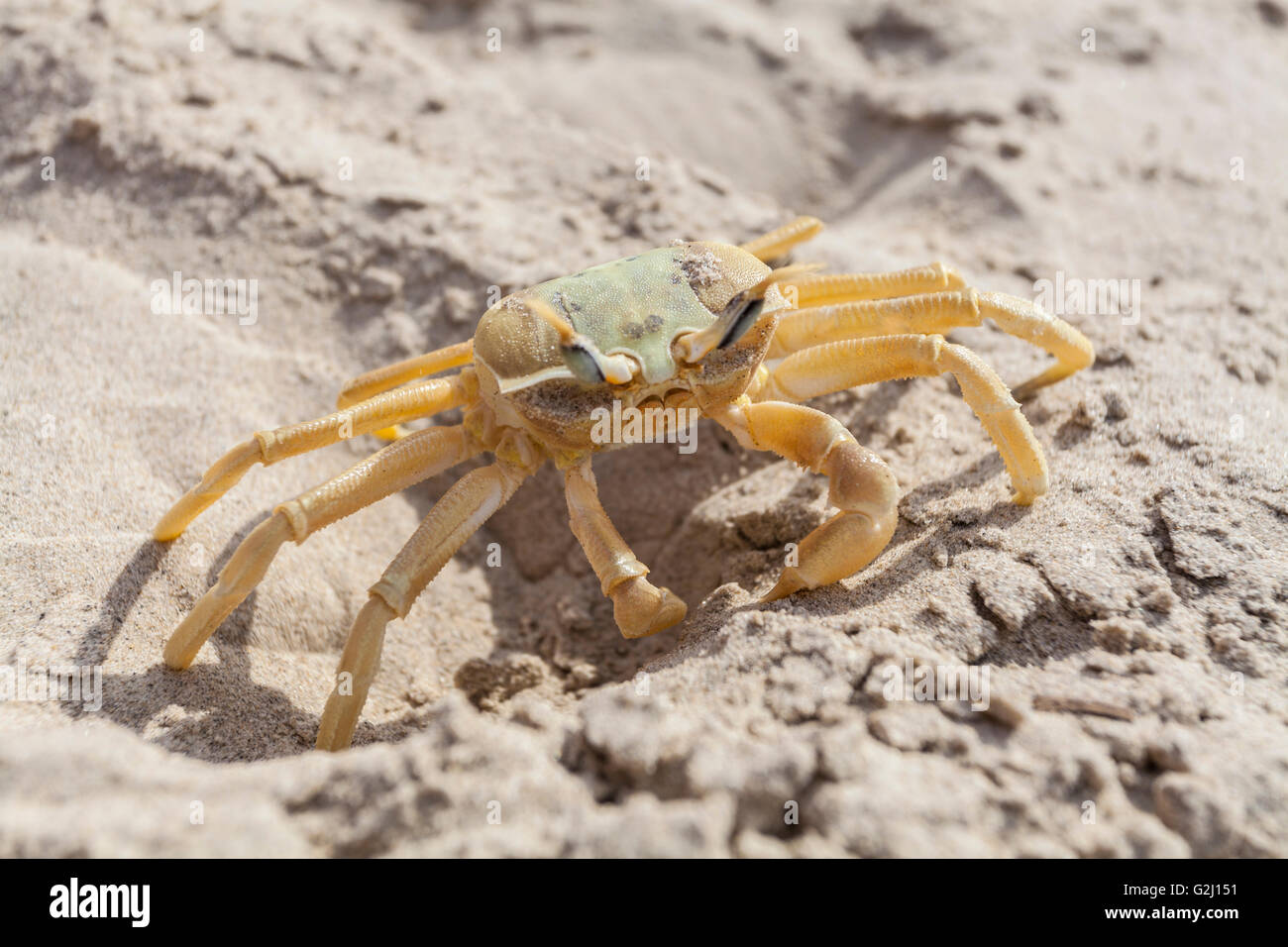 Yellow crab in the sand with shadow in sunlight Stock Photo - Alamy