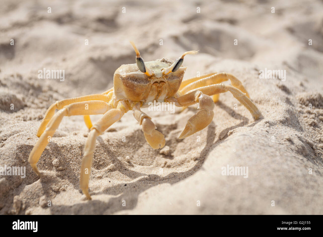 Yellow crab in the sand with shadow in sunlight Stock Photo - Alamy