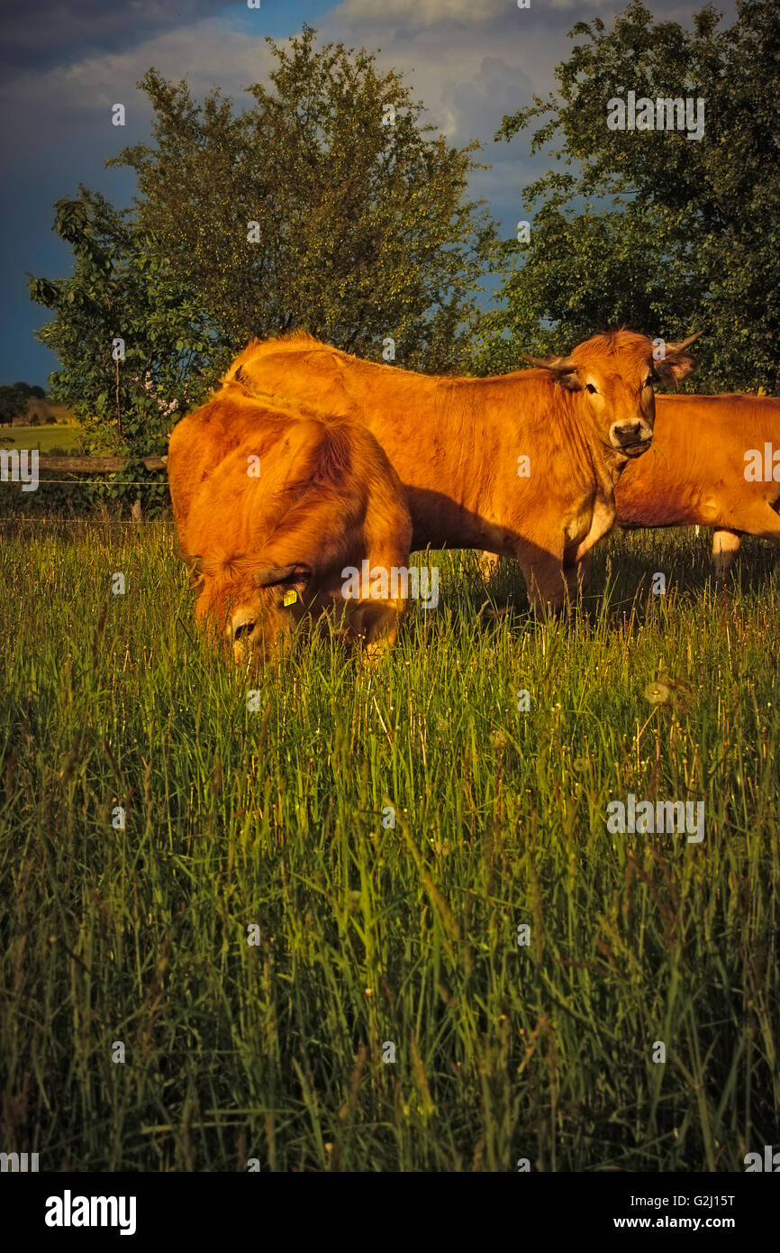 Cow and calf of aubrac breed hi-res stock photography and images - Alamy