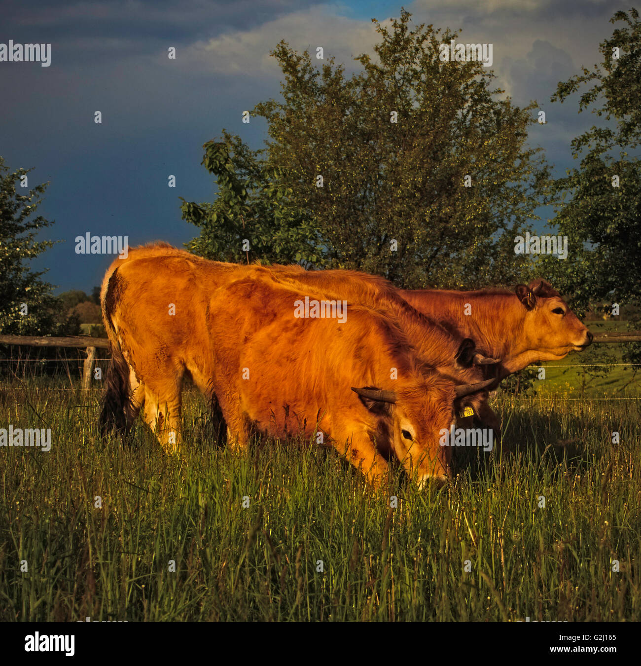 Cow and calf of aubrac breed hi-res stock photography and images - Alamy