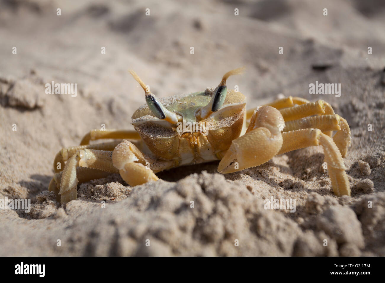 Yellow crab in the sand with shadow in sunlight Stock Photo - Alamy