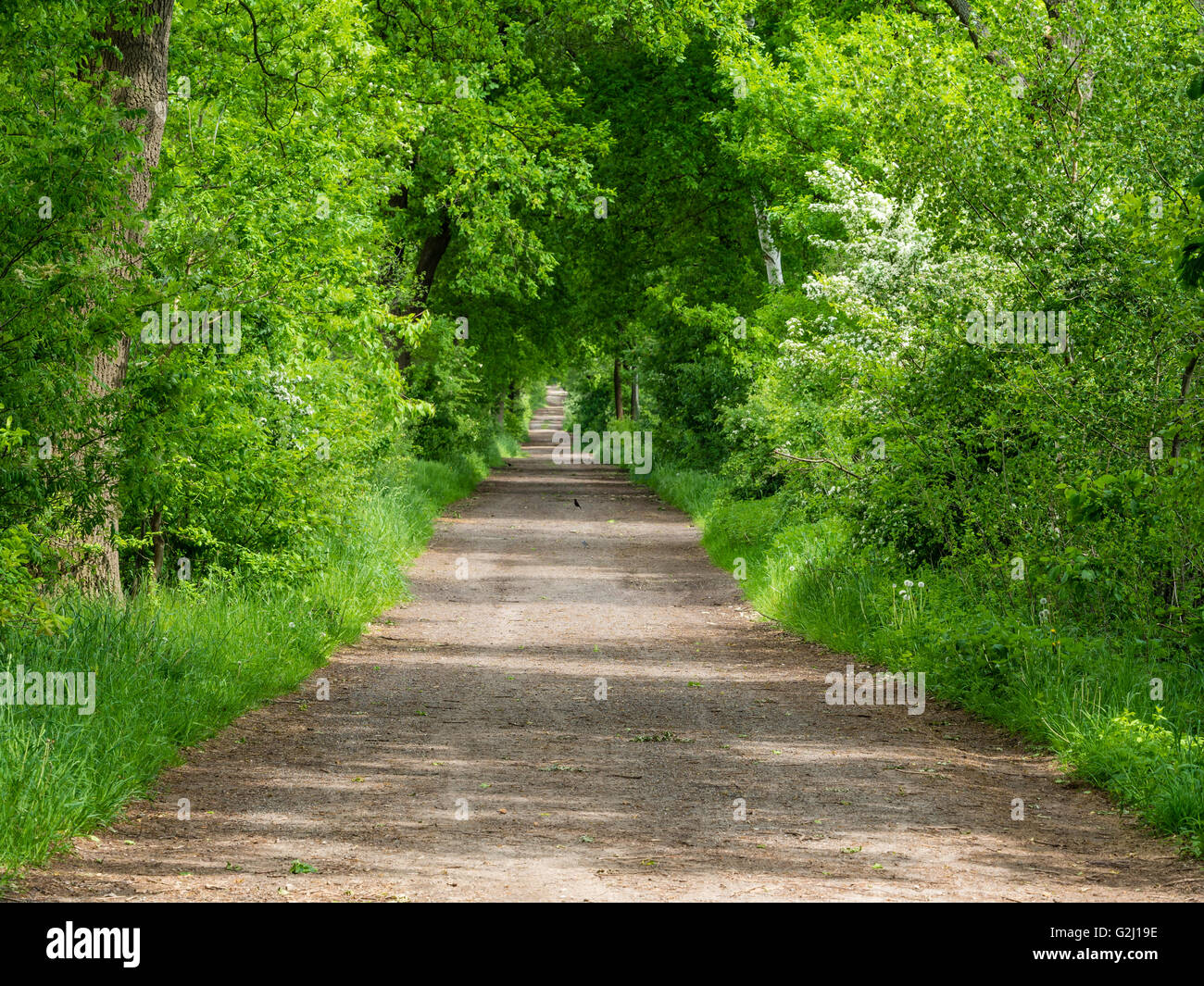 Rural forest hi-res stock photography and images - Alamy
