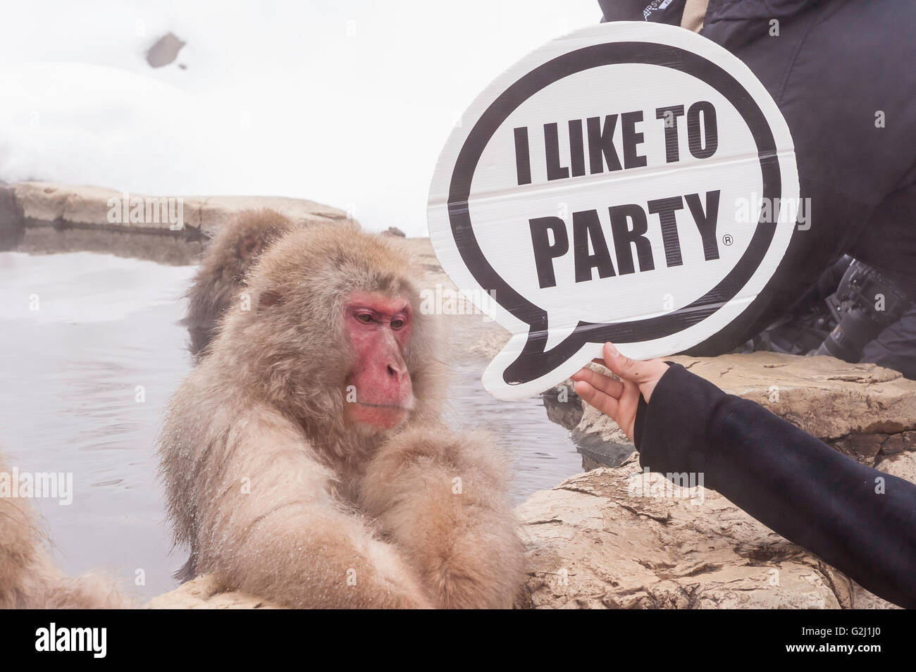 Monkey holding sign hi-res stock photography and images - Alamy