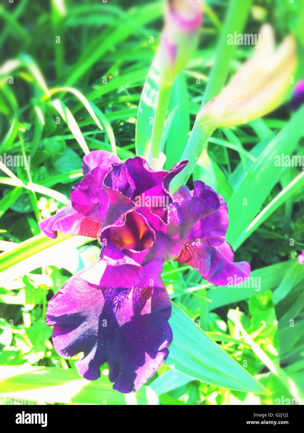 Blooming Purple Iris Stock Photo - Alamy