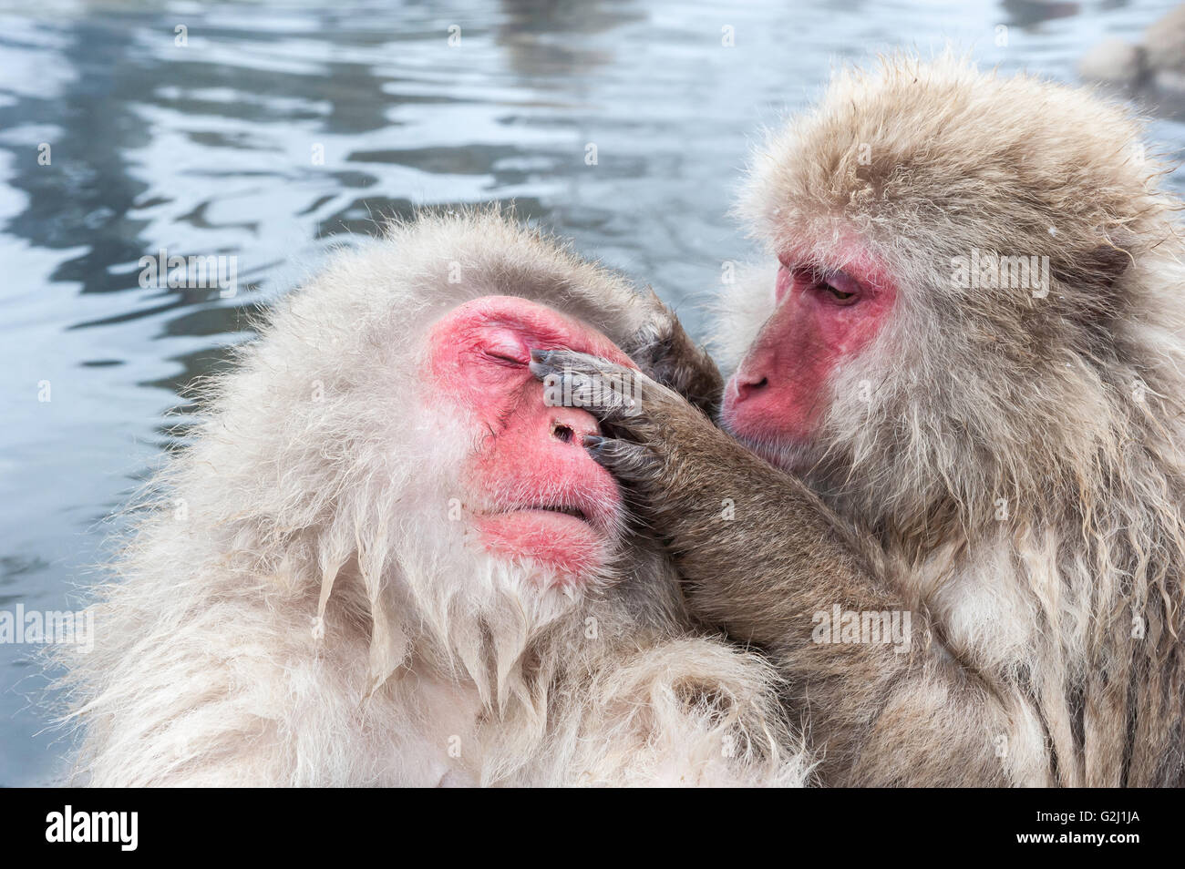 Japanese macaque, snow monkey, Macaca fuscata, grooming, in hot springs ...
