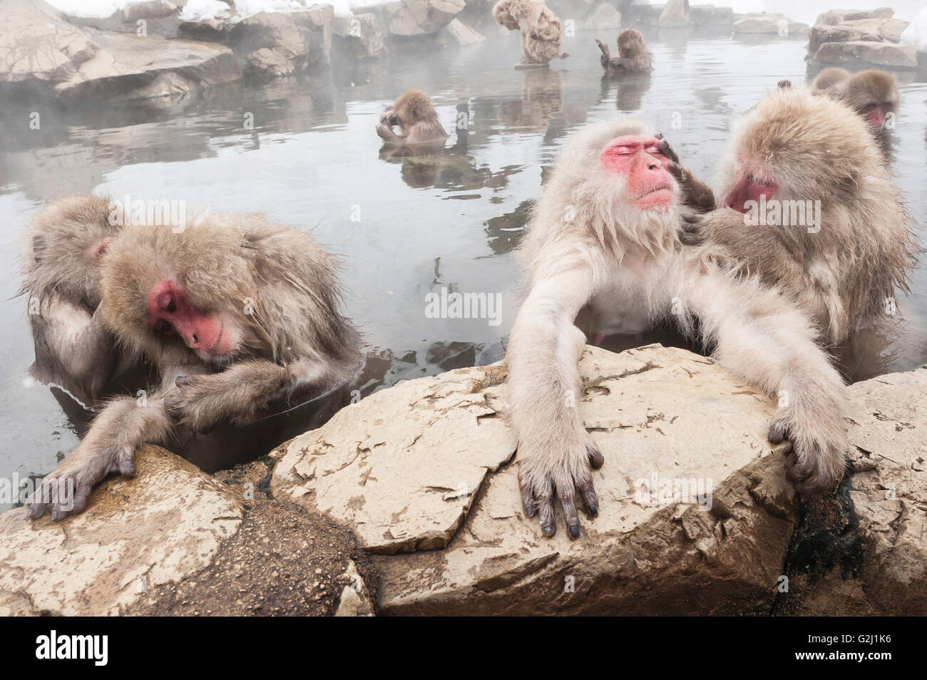 Japanese macaques, snow monkey, Macaca fuscata, grooming, in hot ...