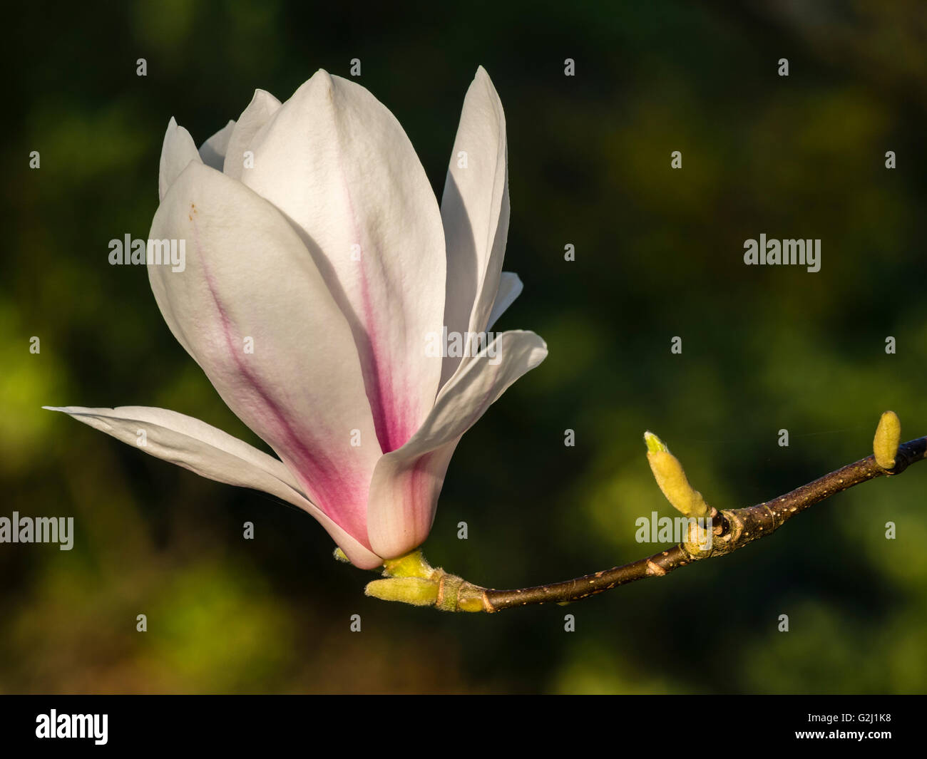 Single magnolia blossom, herb garden (Heilpflanzengarten), Celle ...