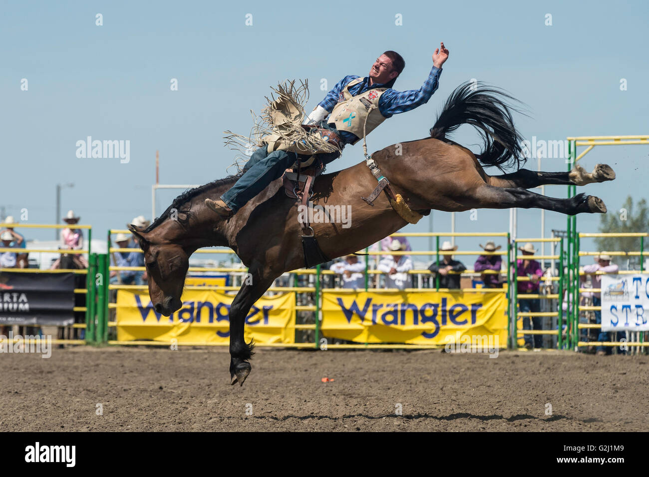 Cowboy, bareback bronc riding, Strathmore Heritage Days, Rodeo ...