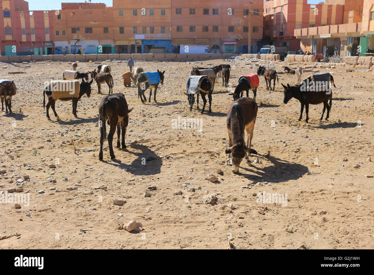 A herd or drove of worker donkeys in a corral , in Rissani, Morocco ...