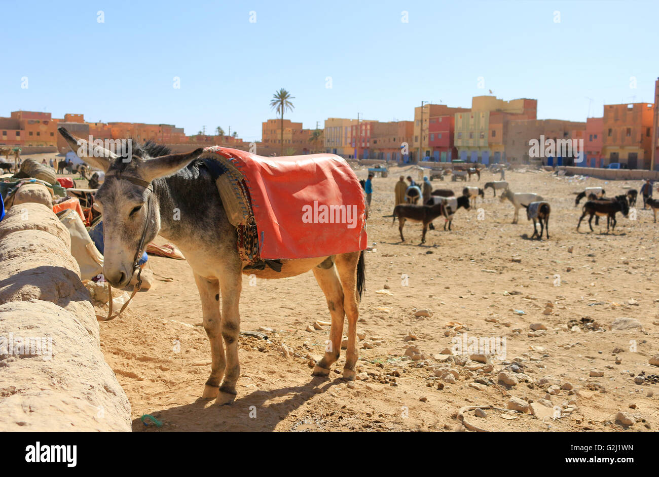 A herd or drove of worker donkeys in a corral , in Rissani, Morocco ...