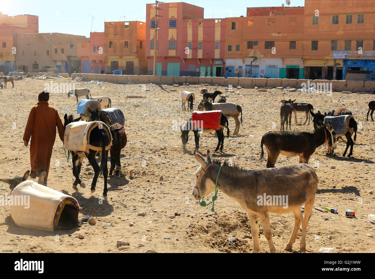 A herd or drove of worker donkeys in a corral , in Rissani, Morocco ...