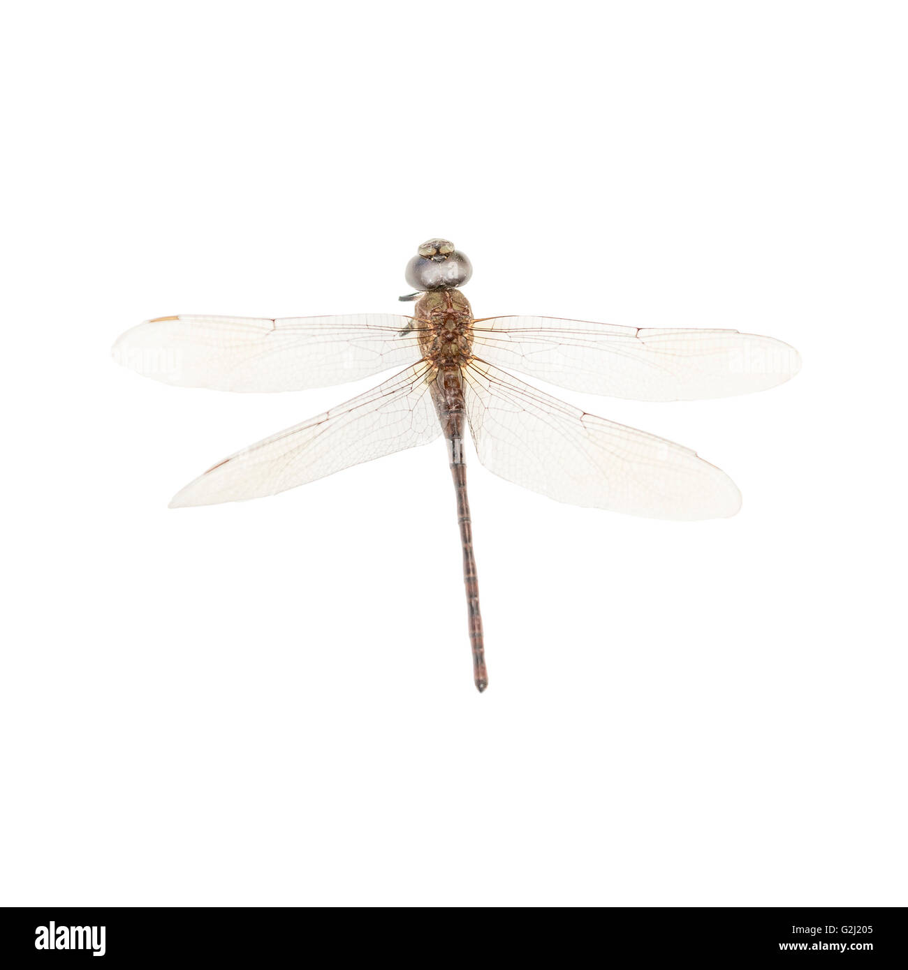 Top view of dragon fly insect isolated in white background Stock Photo ...