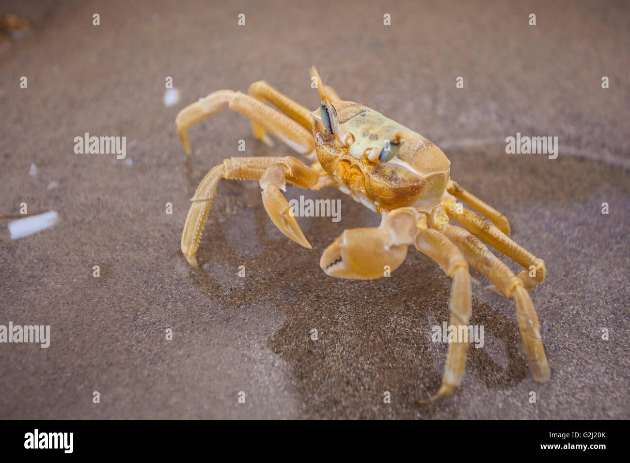 Ghost crab near sea shore hi-res stock photography and images - Alamy