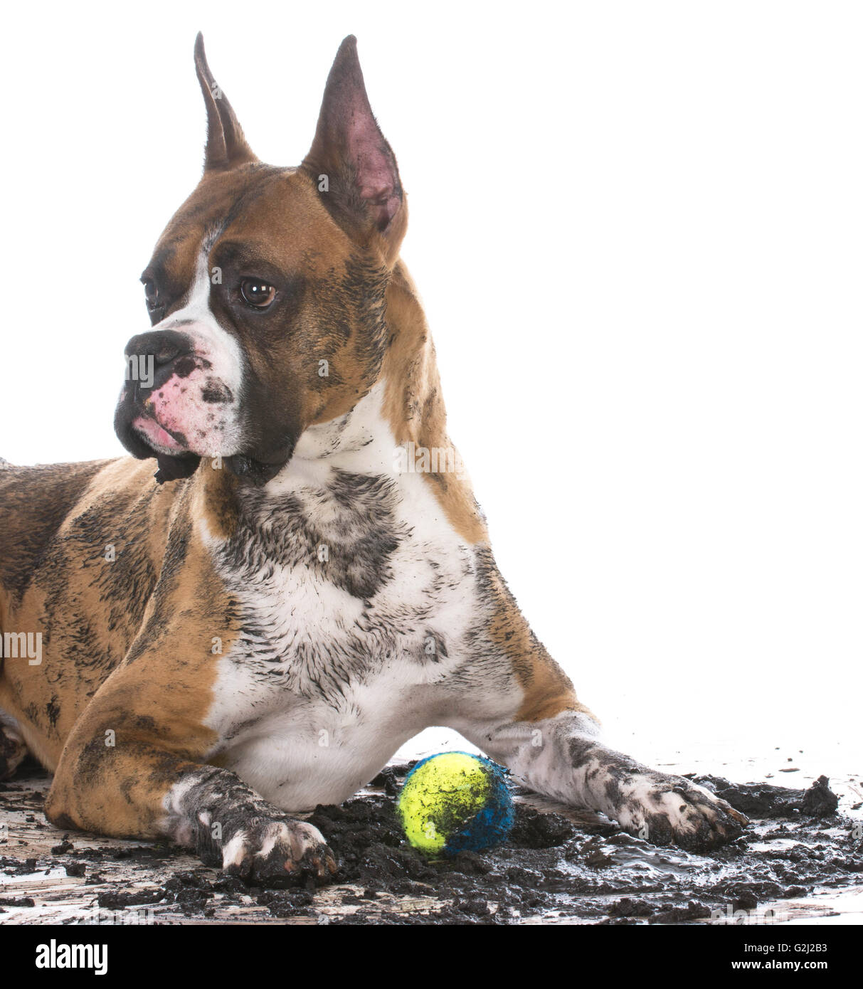 dirty muddy boxer with ball between legs isolated on white background ...