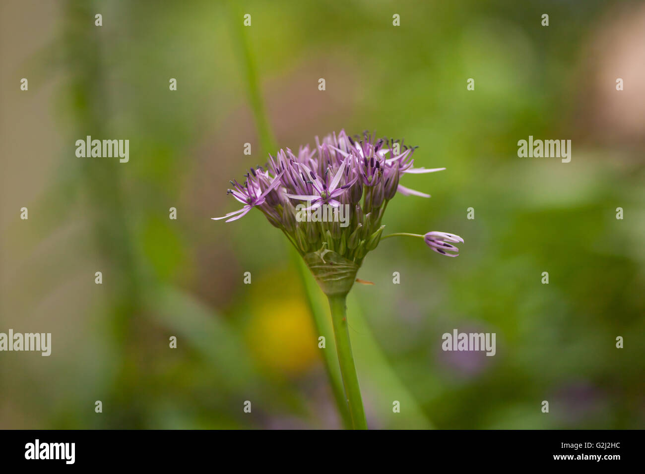 Nice purple flower hi-res stock photography and images - Alamy
