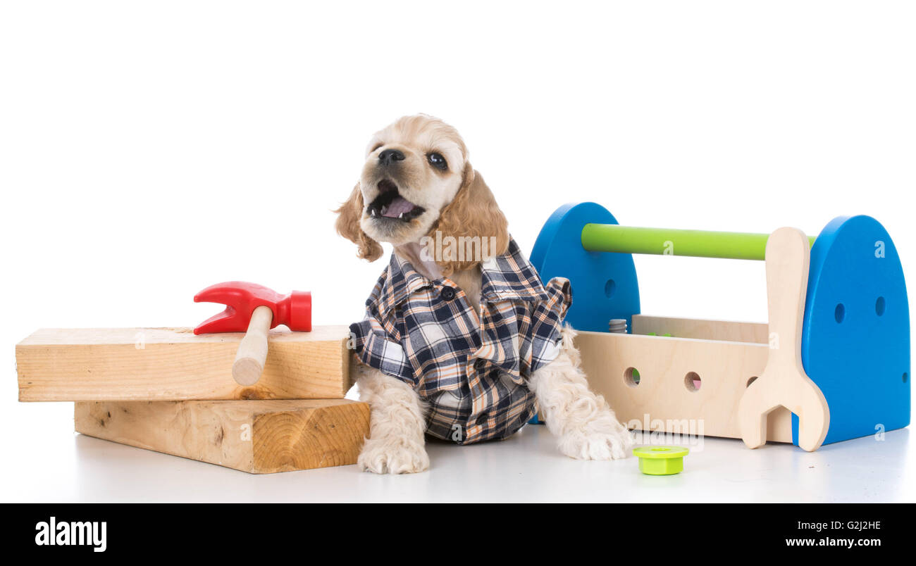 american cocker spaniel with tool box and tools on white background ...
