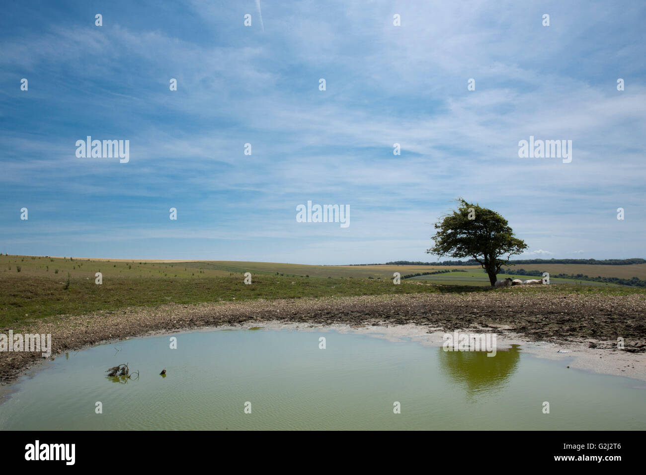 Ditchling Beacon in Summer Stock Photo - Alamy