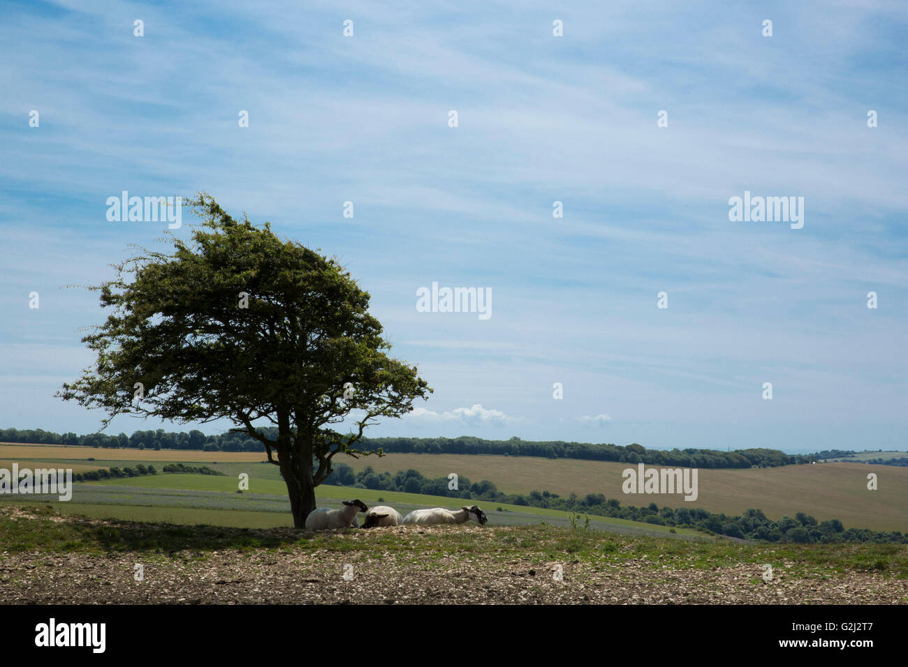 Flock of sheep resting Stock Photo - Alamy
